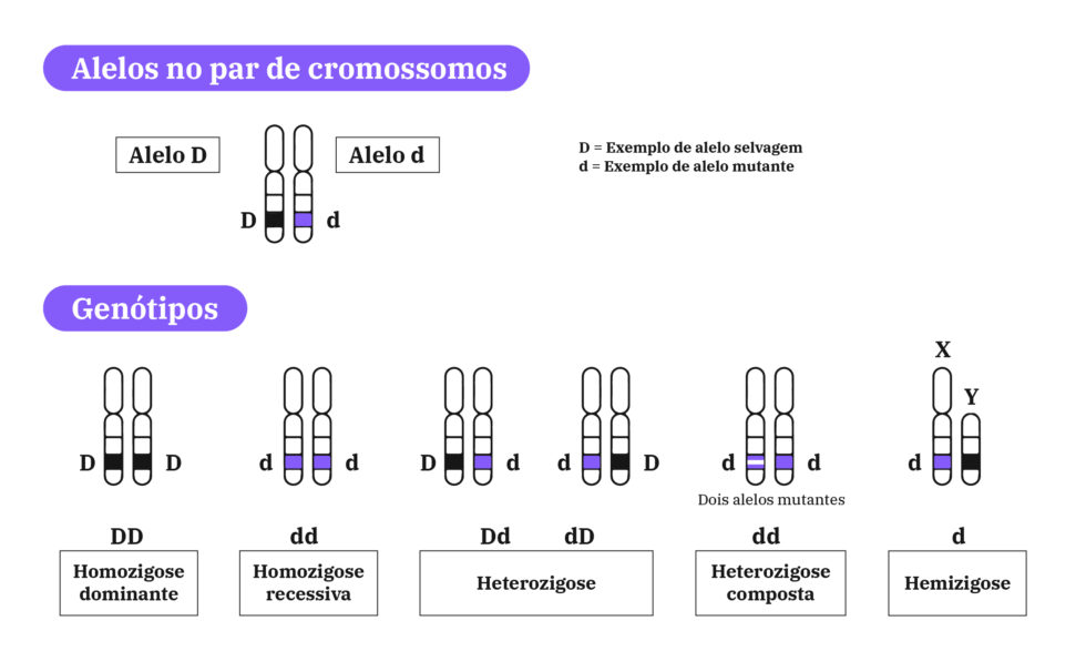 Glossário de Genética IV: alelos e genotipagem - Teste da Bochechinha